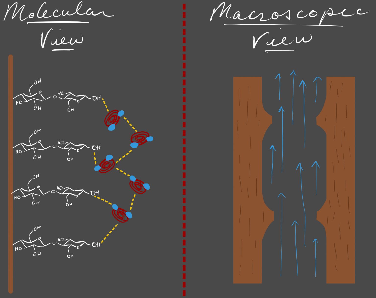 water transport in vascular plants – by Andrew Hall – UW–Madison